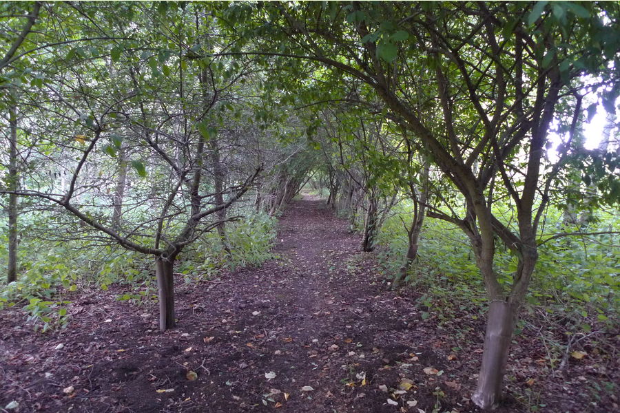 Lark Wood, Whepstead, near Bury St Edmunds, Suffolk | East Anglia ...