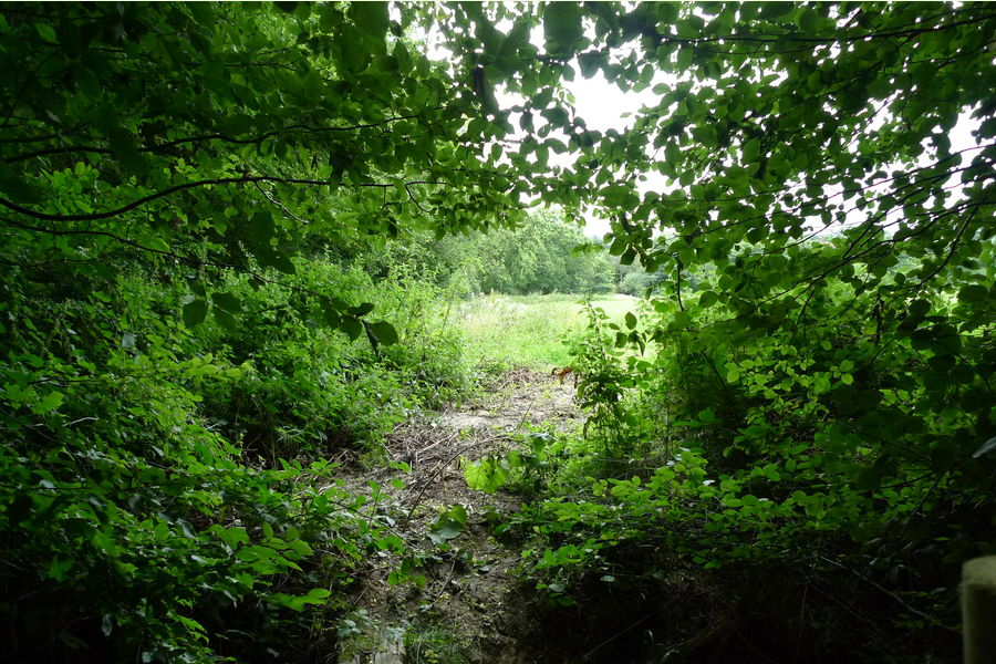 Batcher Wood near Biddenden, Kent, Biddenden, Kent | South East England ...