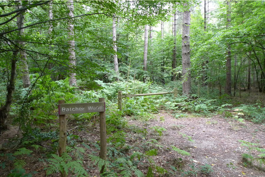 Batcher Wood near Biddenden, Kent, Biddenden, Kent | South East England ...