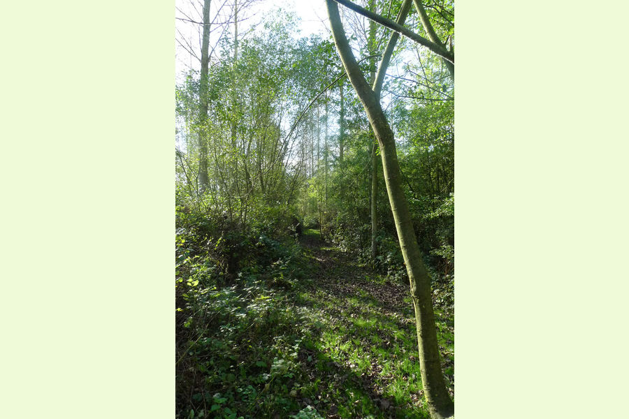 Pike Wood, Harmston, Lincoln, Lincs | Central England | Forests.co.uk