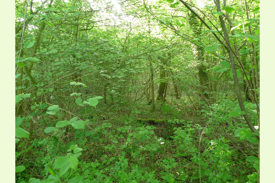 Vixen Wood, Orlingbury, Kettering, Northants | East Anglia | Forests.co.uk
