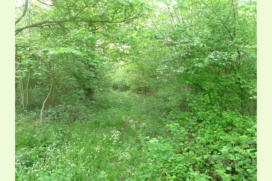 Vixen Wood, Orlingbury, Kettering, Northants | East Anglia | Forests.co.uk