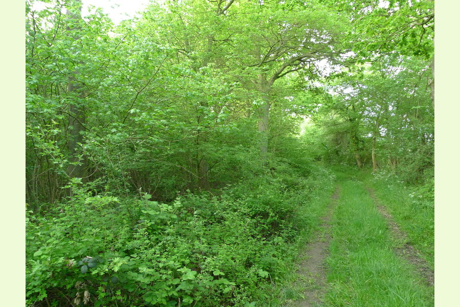 Vixen Wood, Orlingbury, Kettering, Northants | East Anglia | Forests.co.uk
