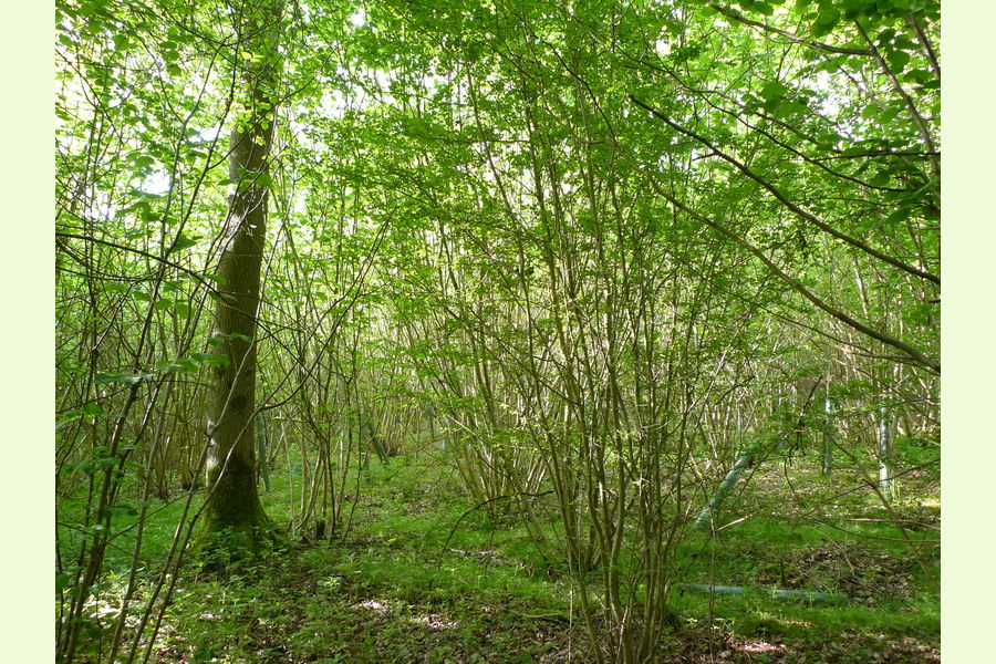 Vixen Wood, Orlingbury, Kettering, Northants | East Anglia | Forests.co.uk
