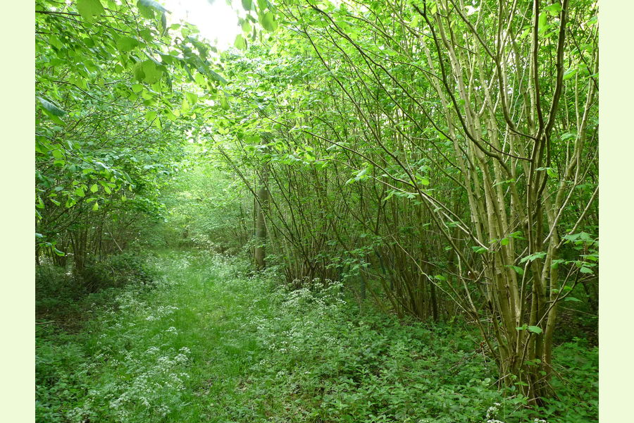 Vixen Wood, Orlingbury, Kettering, Northants | East Anglia | Forests.co.uk