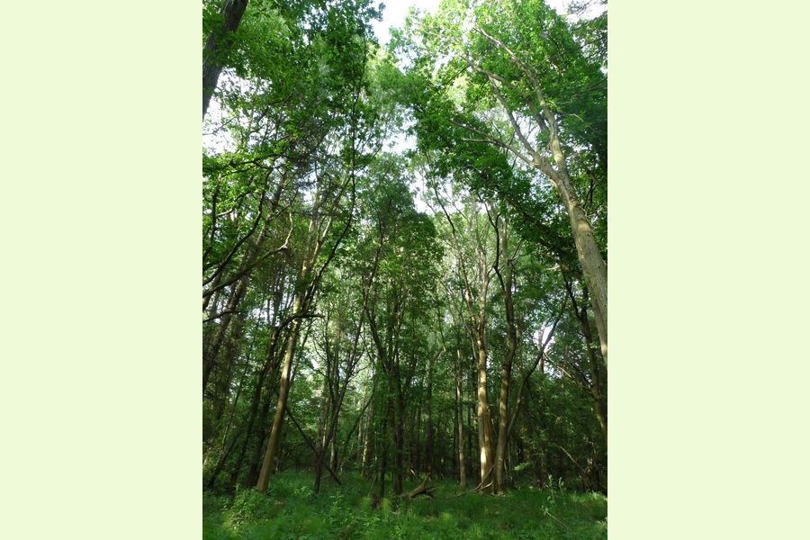 Priory Wood, East Moor, Old Basing near Basingstoke, Hants | South East ...