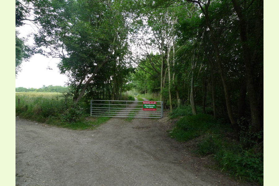 Priory Wood, East Moor, Old Basing near Basingstoke, Hants | South East ...