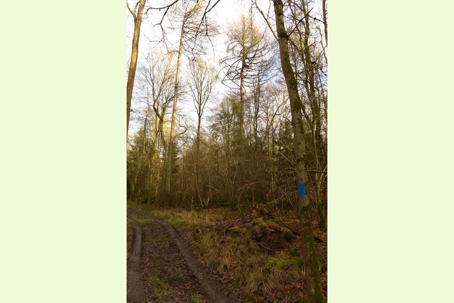 Priory Wood, East Moor, Old Basing near Basingstoke, Hants | South East ...