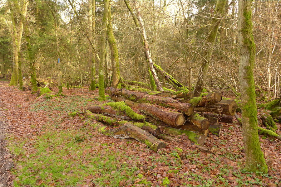 Priory Wood, East Moor, Old Basing near Basingstoke, Hants | South East ...