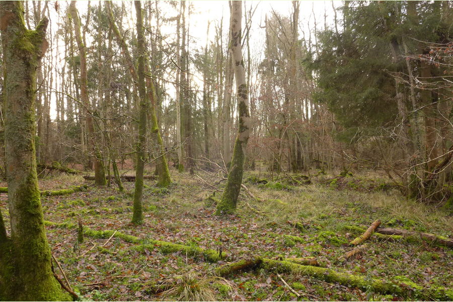 Priory Wood, East Moor, Old Basing near Basingstoke, Hants | South East ...