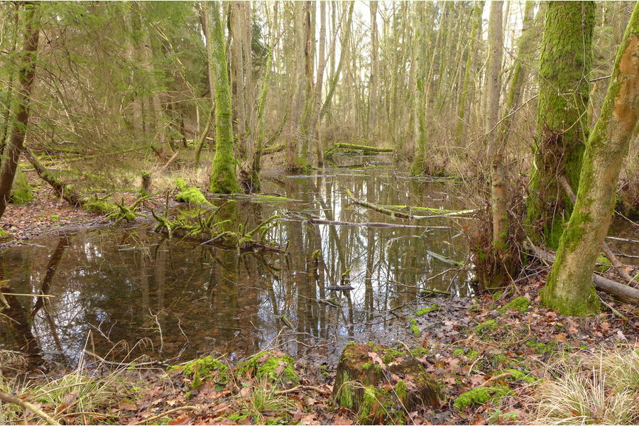 Priory Wood, East Moor, Old Basing near Basingstoke, Hants | South East ...