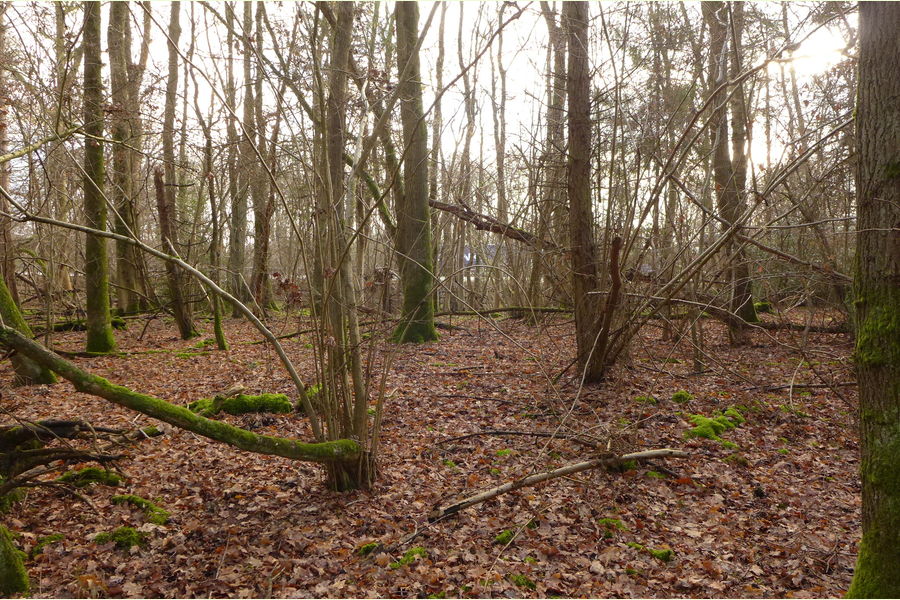 Priory Wood, East Moor, Old Basing near Basingstoke, Hants | South East ...