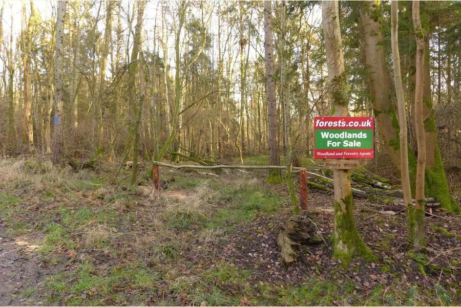 Priory Wood, East Moor, Old Basing near Basingstoke, Hants | South East ...