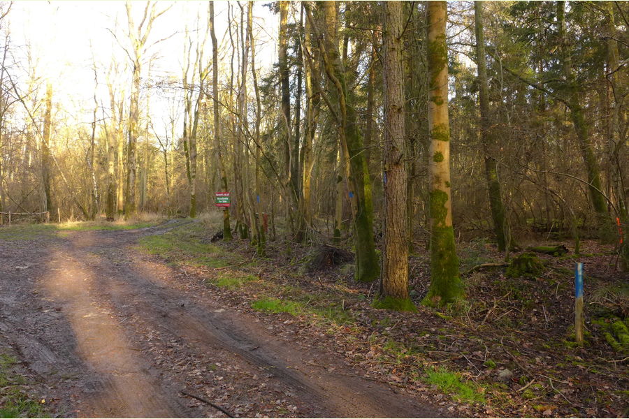 Priory Wood, East Moor, Old Basing near Basingstoke, Hants | South East ...