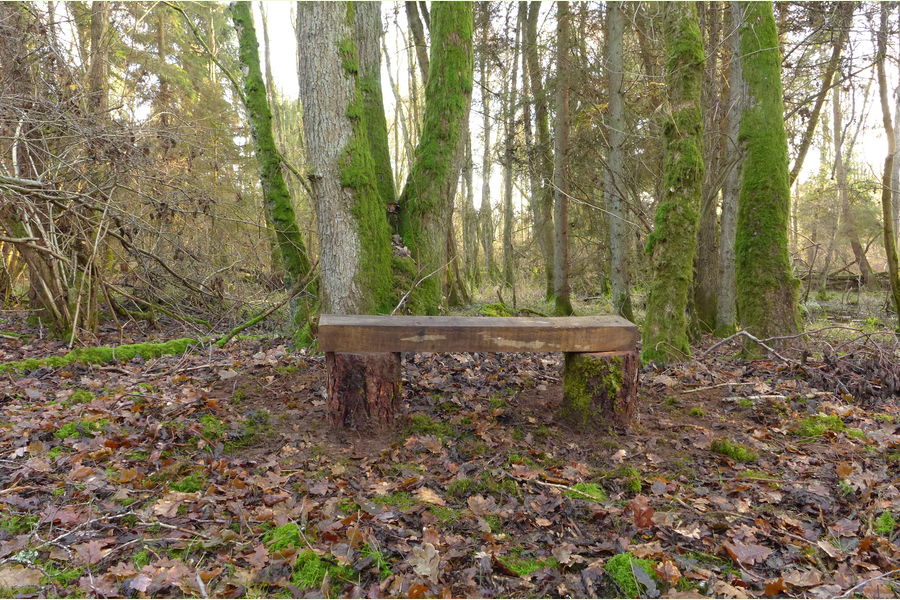 Priory Wood, East Moor, Old Basing near Basingstoke, Hants | South East ...