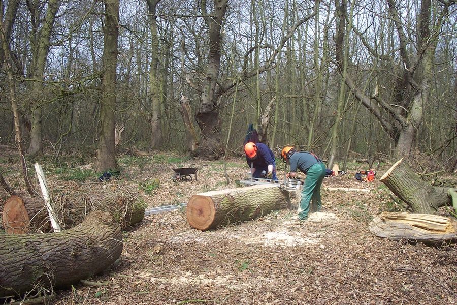 Kings Wood, Warsop, Newark and Sherwood, Notts | Northern England ...