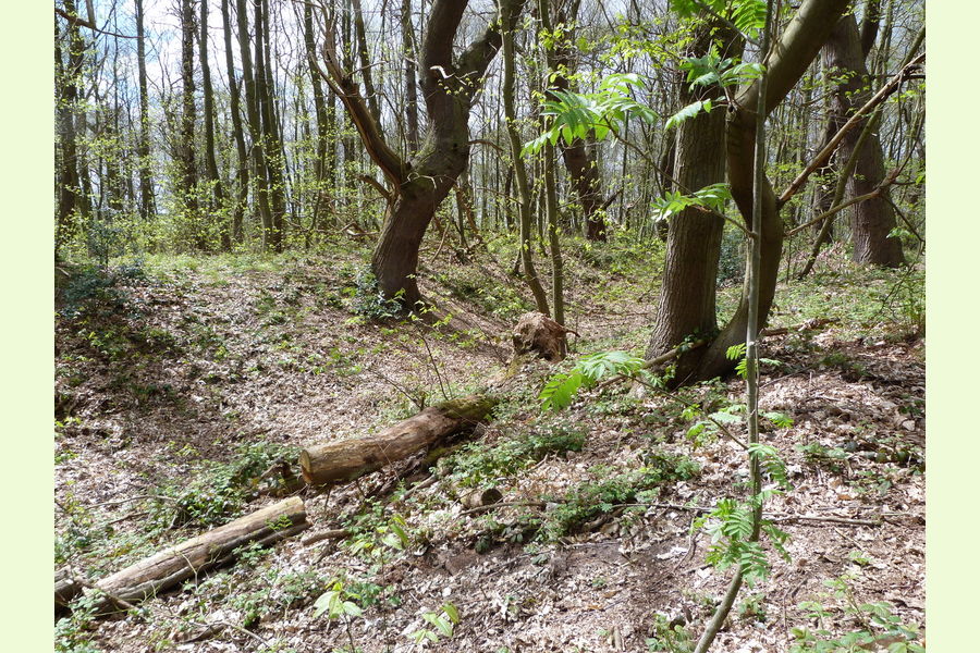 Kings Wood, Warsop, Newark and Sherwood, Notts | Northern England ...