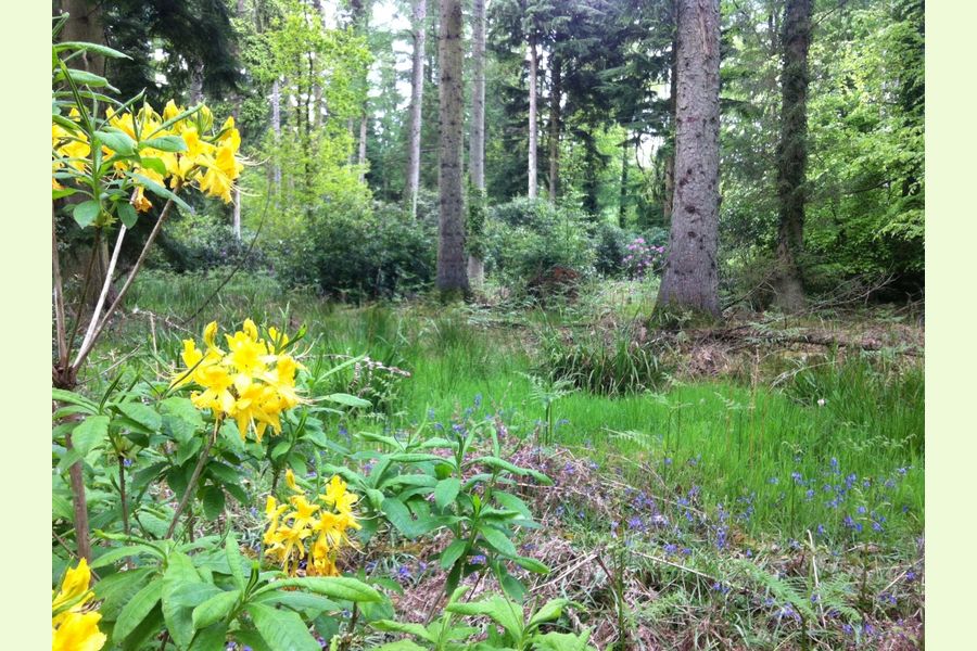 Crowflower Wood , Sutton Veny, Warminster, Wiltshire | Central England ...