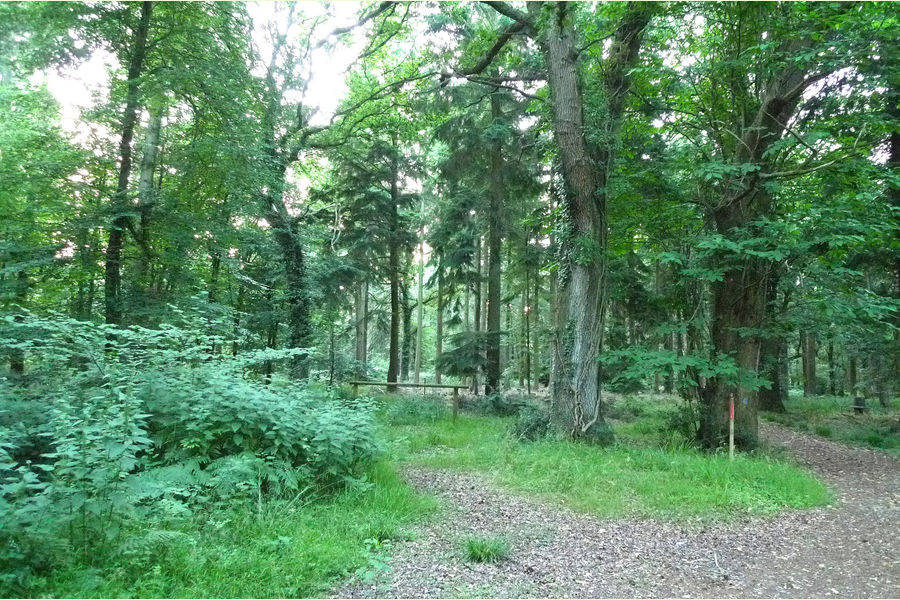 Crowflower Wood , Sutton Veny, Warminster, Wiltshire | Central England ...