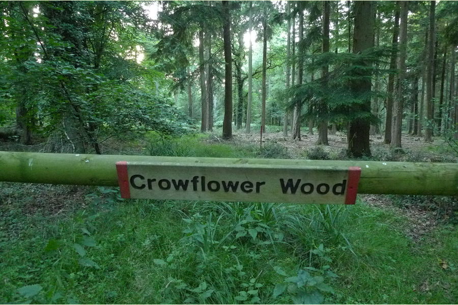 Crowflower Wood , Sutton Veny, Warminster, Wiltshire | Central England ...