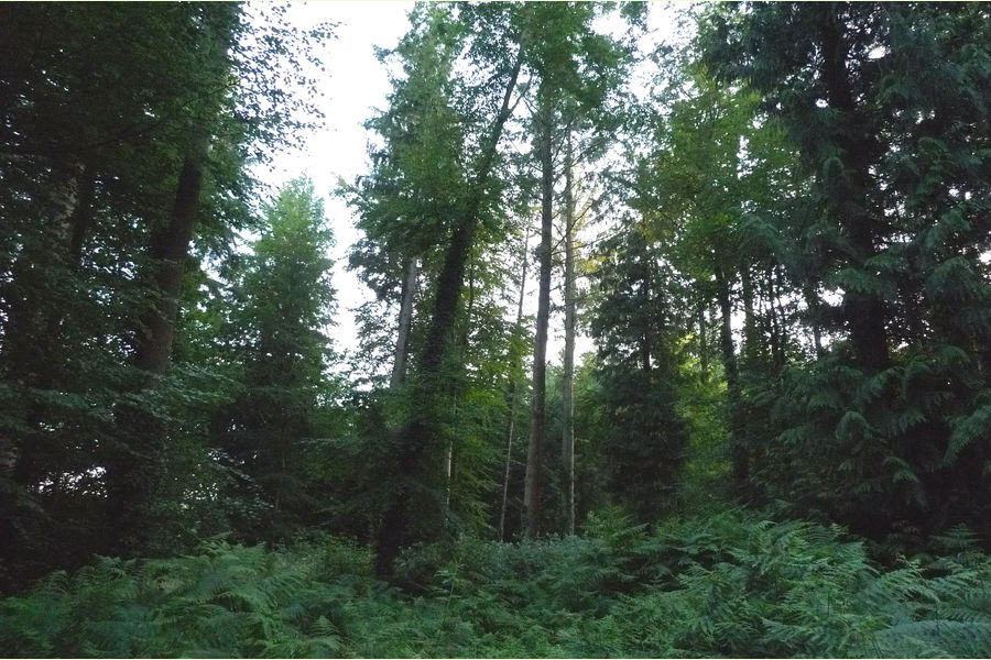 Crowflower Wood , Sutton Veny, Warminster, Wiltshire | Central England ...