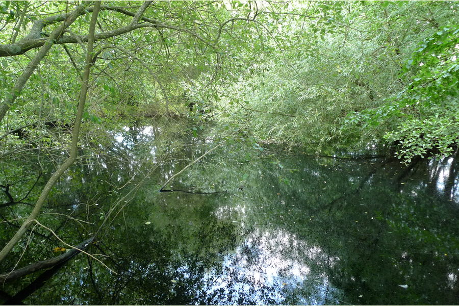 Lake Wood, Standen Street, Kent | South East England | Forests.co.uk