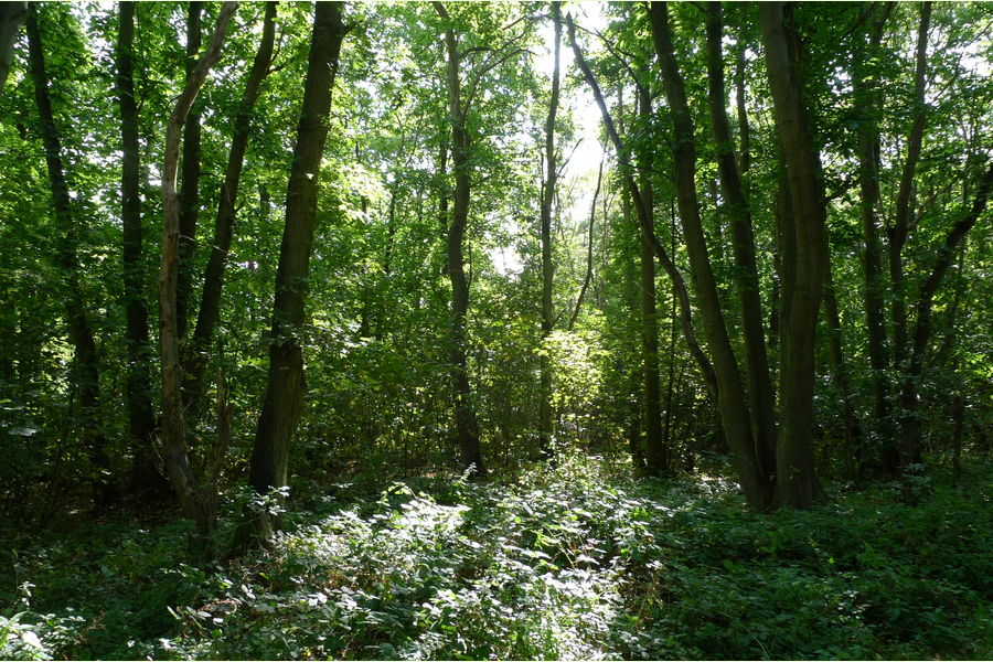 Chaucer Wood and Pickwick Wood, Foxhall, Ipswich, Suffolk | East Anglia ...
