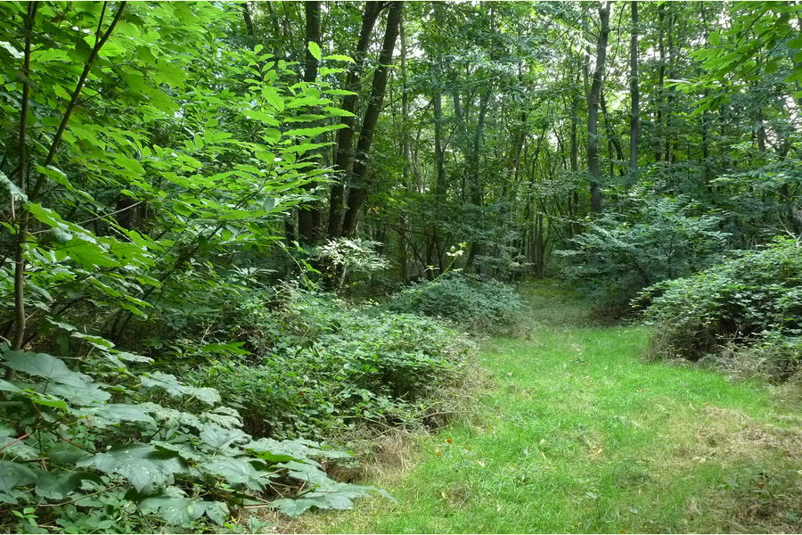 Chaucer Wood and Pickwick Wood, Foxhall, Ipswich, Suffolk | East Anglia ...