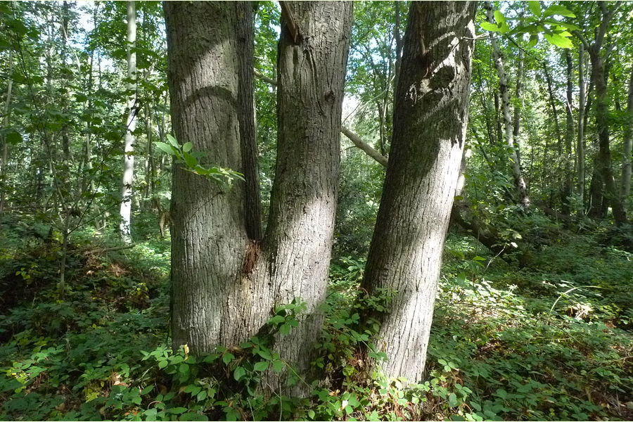 Chaucer Wood and Pickwick Wood, Foxhall, Ipswich, Suffolk | East Anglia ...