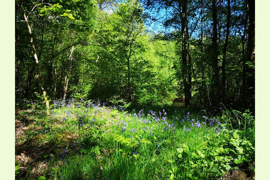 Coed Pentir, near Bangor, Pentir, Bangor, Gwynedd | Wales and the Welsh ...