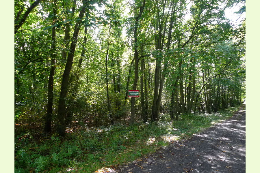 Chaucer Wood and Pickwick Wood, Foxhall, Ipswich, Suffolk | East Anglia ...