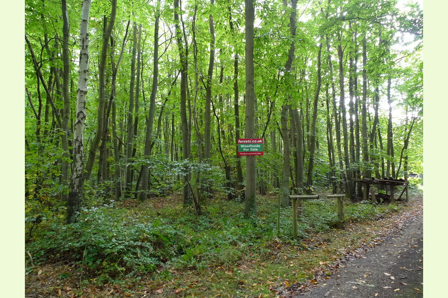 Chaucer Wood and Pickwick Wood, Foxhall, Ipswich, Suffolk | East Anglia ...