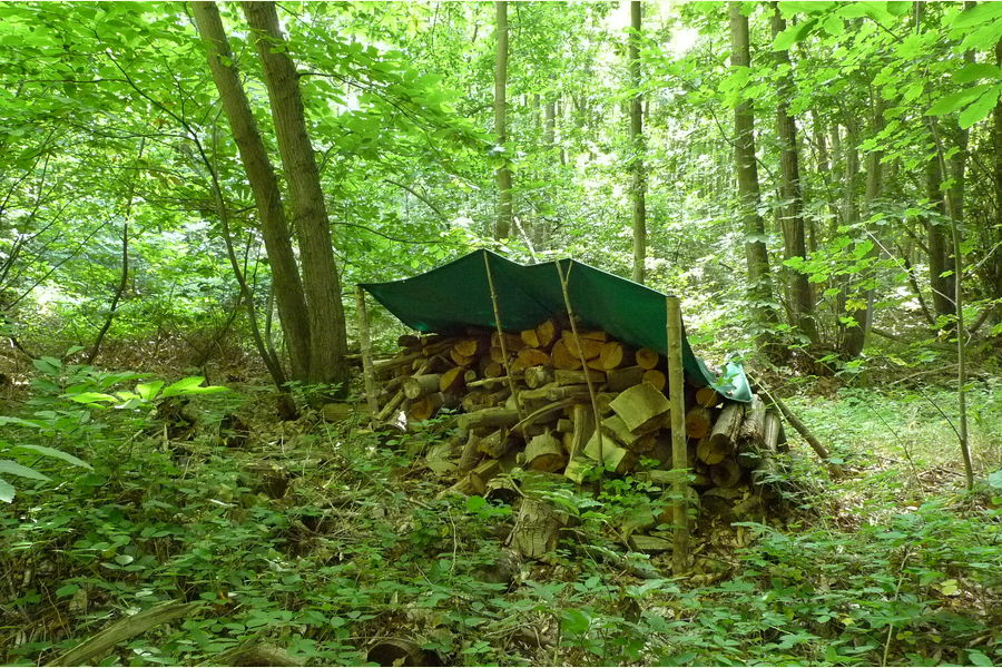 Chaucer Wood and Pickwick Wood, Foxhall, Ipswich, Suffolk | East Anglia ...