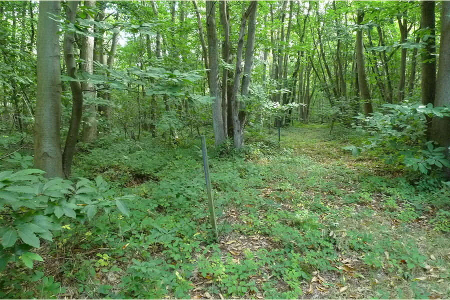 Chaucer Wood and Pickwick Wood, Foxhall, Ipswich, Suffolk | East Anglia ...