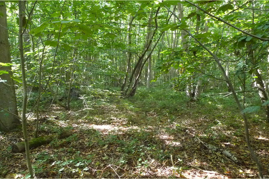 Chaucer Wood and Pickwick Wood, Foxhall, Ipswich, Suffolk | East Anglia ...