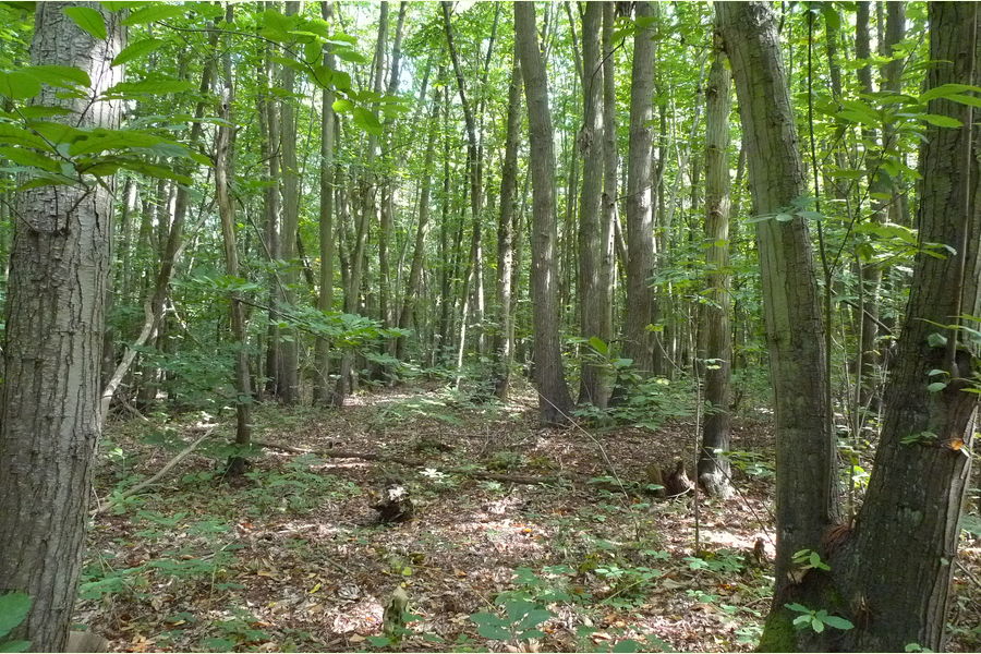 Chaucer Wood and Pickwick Wood, Foxhall, Ipswich, Suffolk | East Anglia ...