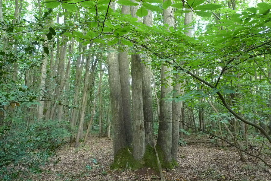 Chaucer Wood and Pickwick Wood, Foxhall, Ipswich, Suffolk | East Anglia ...