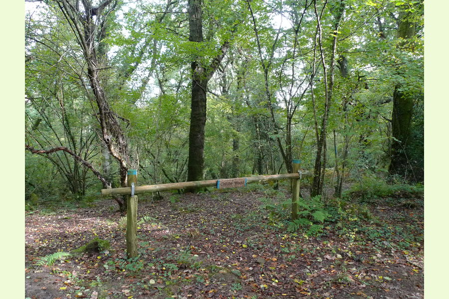 Chittle Wood, Chittlehamholt, near Barnstaple, Devon | South West ...