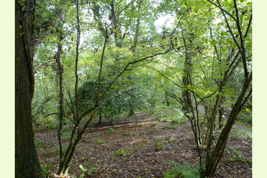 Chittle Wood, Chittlehamholt, near Barnstaple, Devon | South West ...
