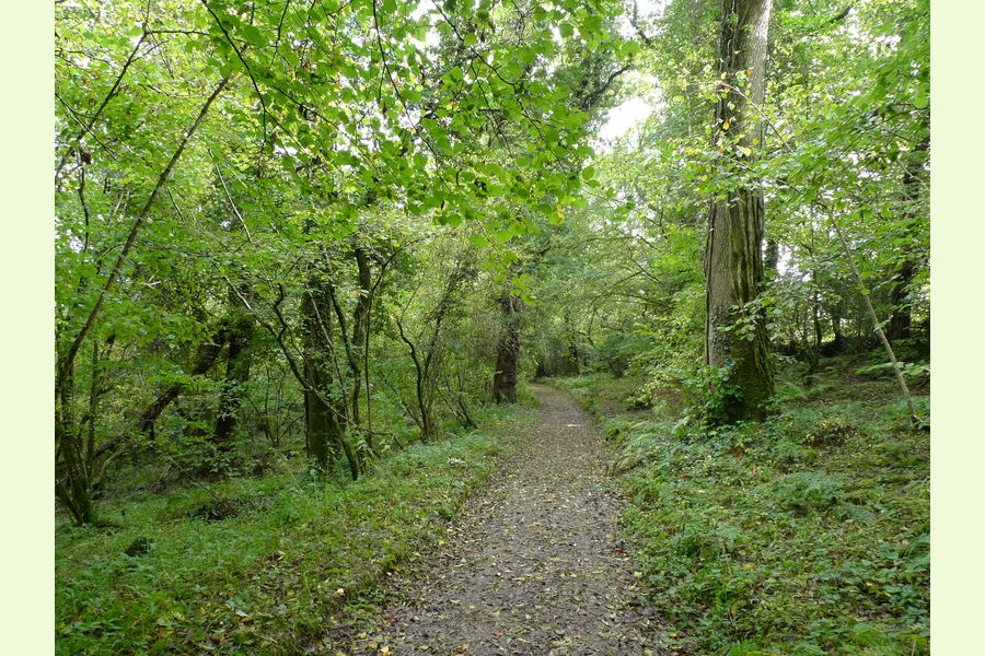 Chittle Wood, Chittlehamholt, near Barnstaple, Devon | South West ...