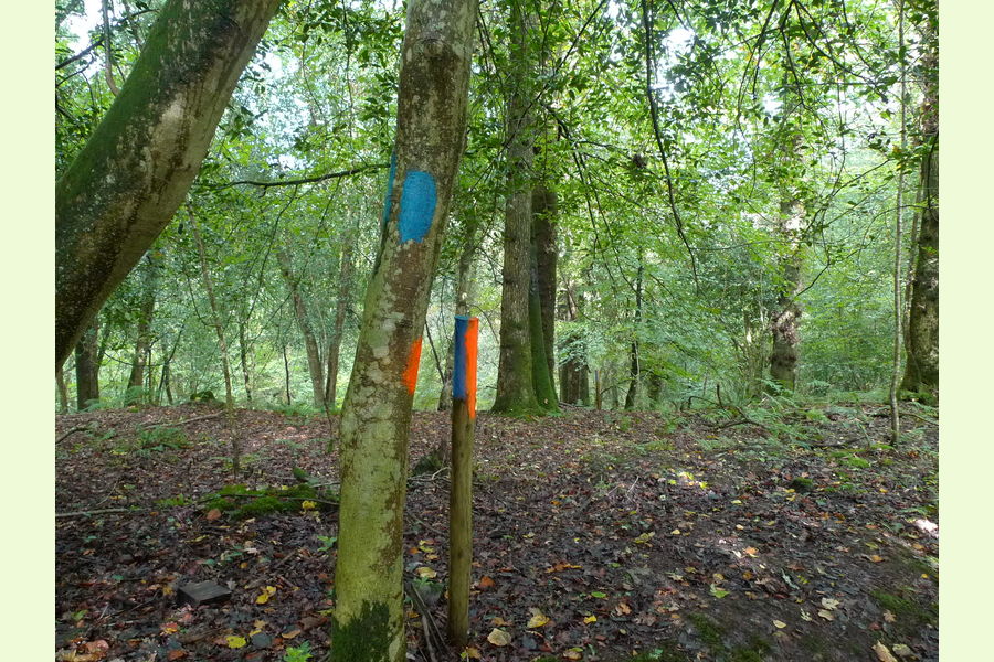 Chittle Wood, Chittlehamholt, near Barnstaple, Devon | South West ...