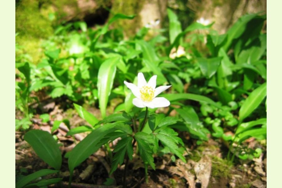 Chittle Wood, Chittlehamholt, near Barnstaple, Devon | South West ...