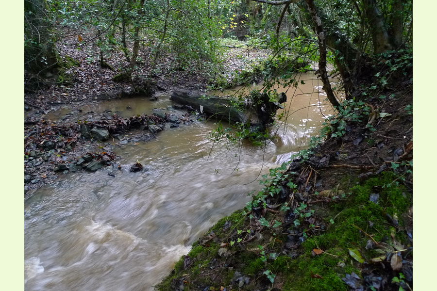 Mayflower Wood, Highampton, Beaworthy, Devon | South West England ...