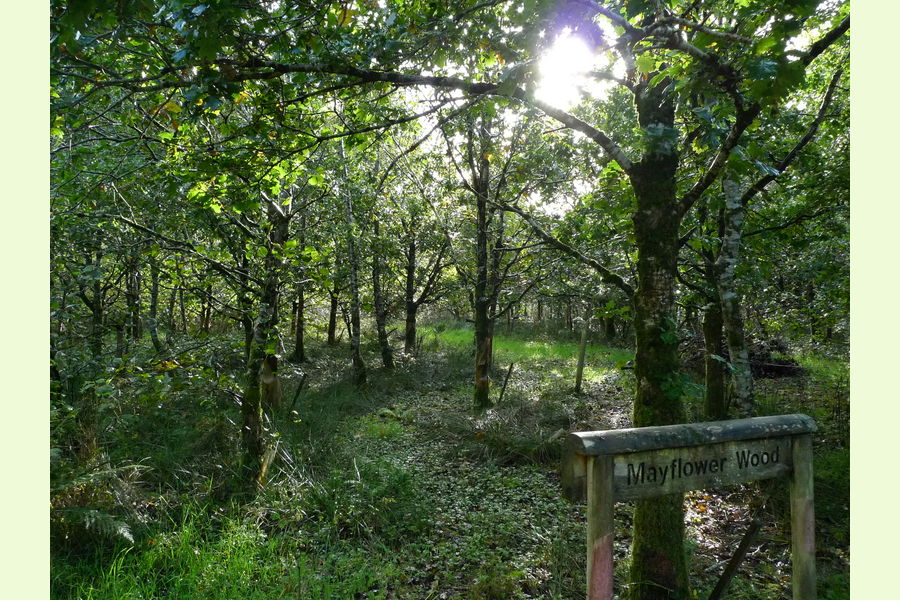Mayflower Wood, Highampton, Beaworthy, Devon | South West England ...