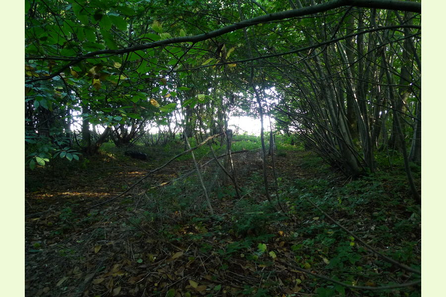 Cottage Wood, Charing, Kent, Between Charing and Challock, near Ashford ...