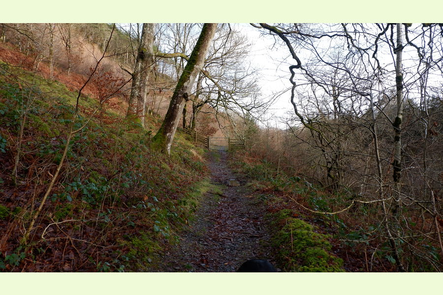 Coed yr Allt Fawr, Aberhosan, Gwynedd | Wales and the Welsh Marches ...