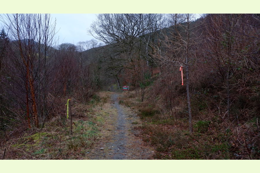 Coed yr Allt Fawr, Aberhosan, Gwynedd | Wales and the Welsh Marches ...