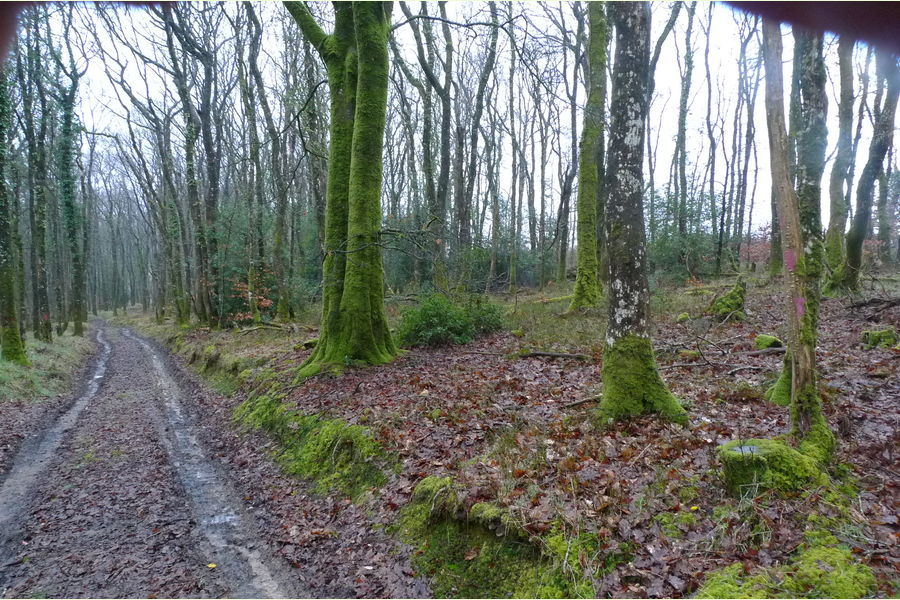 Hares Down Wood, Stoodleigh, Tiverton, Devon | South West England ...