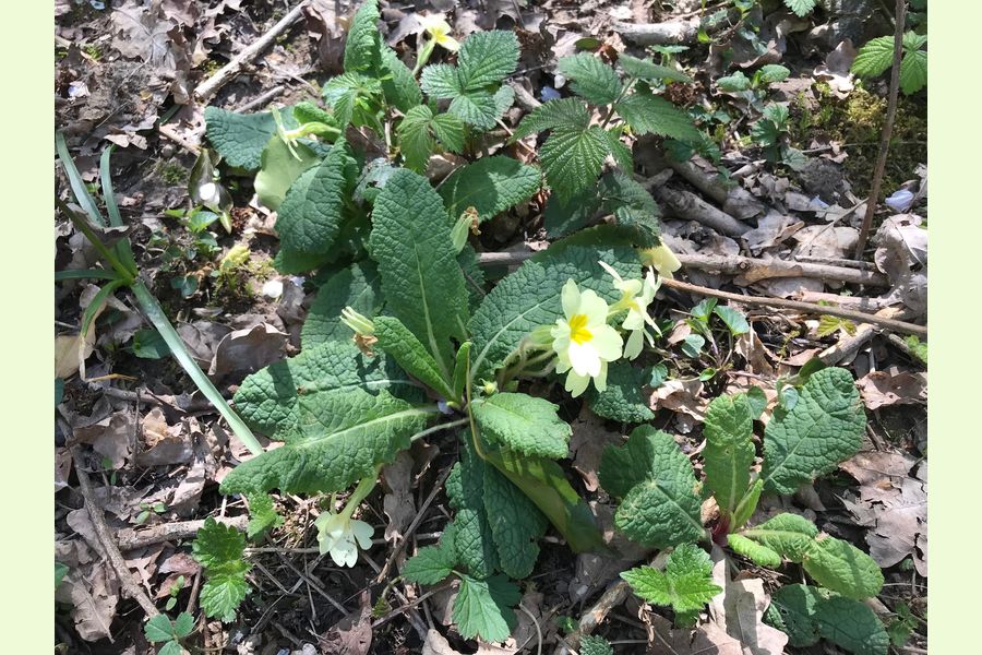 Mount Wood, Rusper, West Sussex, Rusper, near Crawley, West Sussex ...