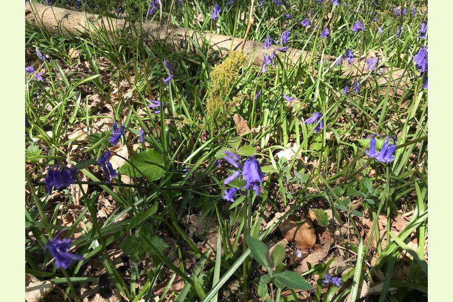 Mount Wood, Rusper, West Sussex, Rusper, near Crawley, West Sussex ...